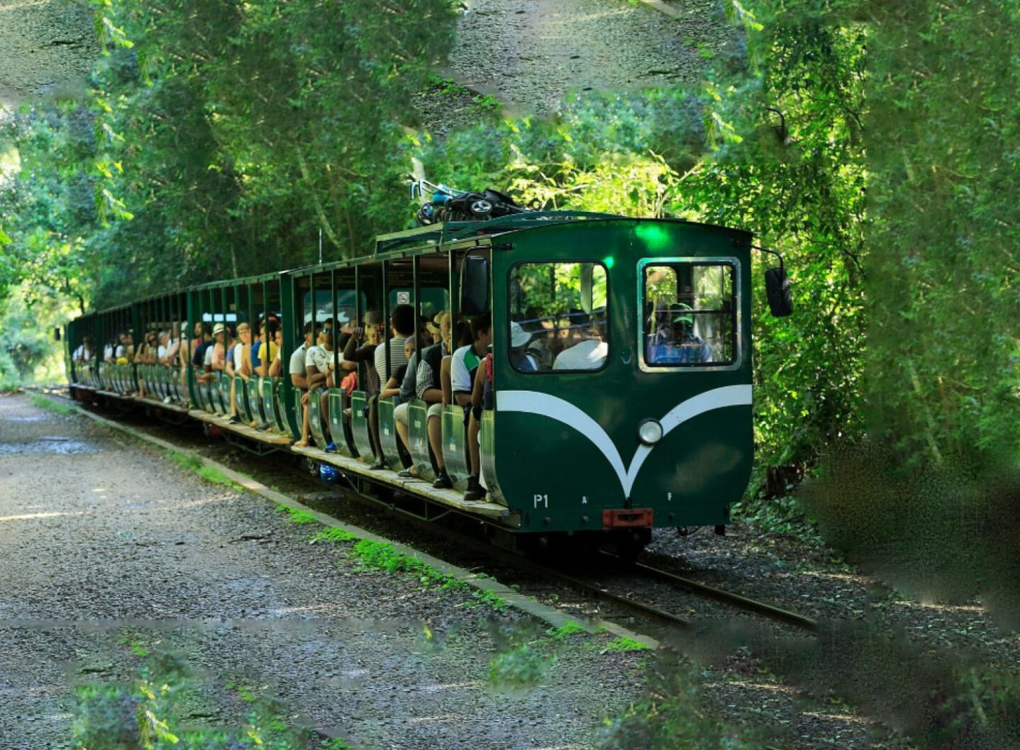 Meet The Ecological Jungle Train Iguazu Falls | Say Hueque