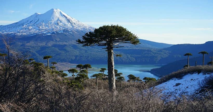 6 Argentina Trees That You Cannot Miss - Say Hueque