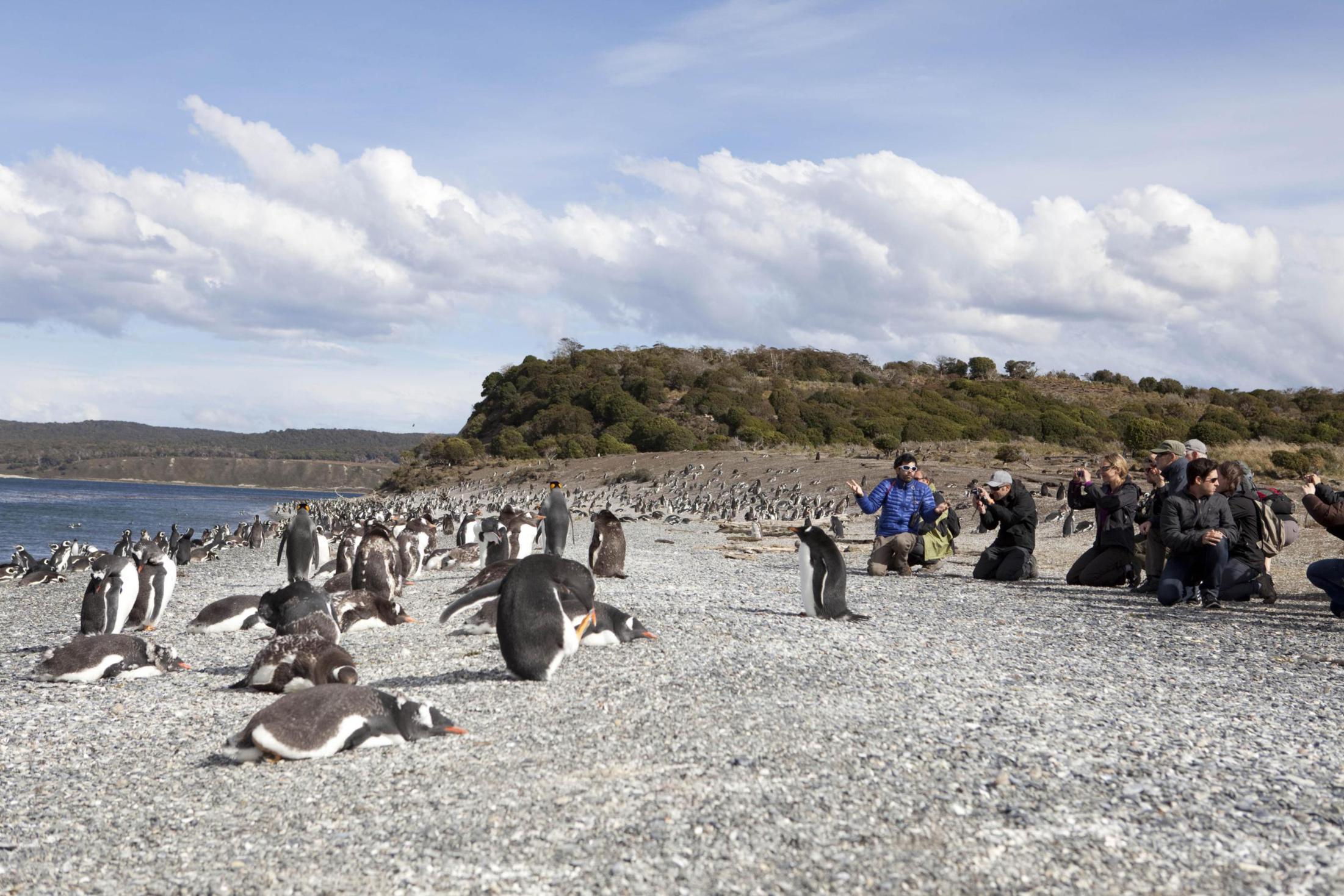 Ushuaia Penguin Tour | Discover the Best Pengui | Say Hueque