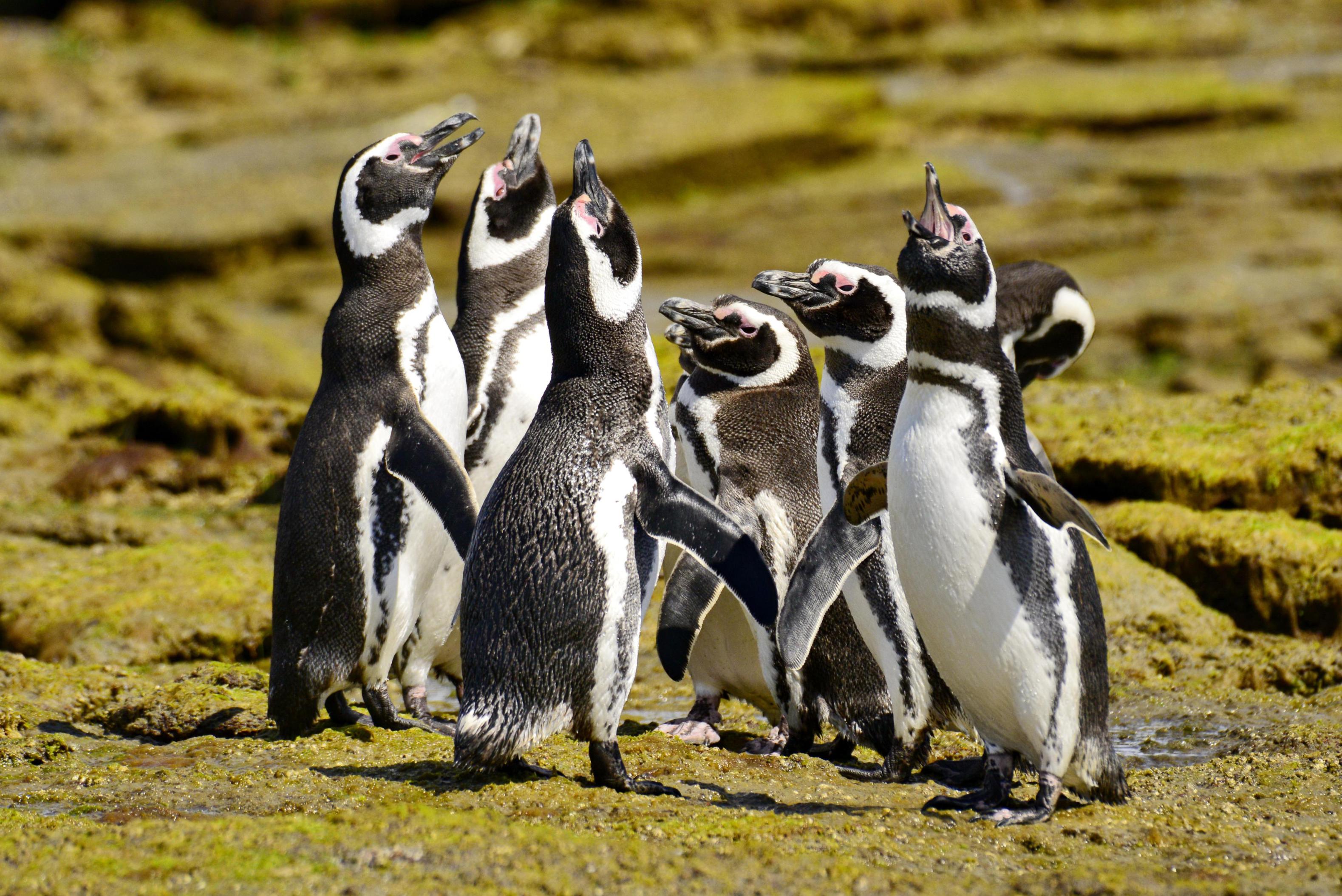 Most Important Wildlife in All of Argentina | Say Hueque