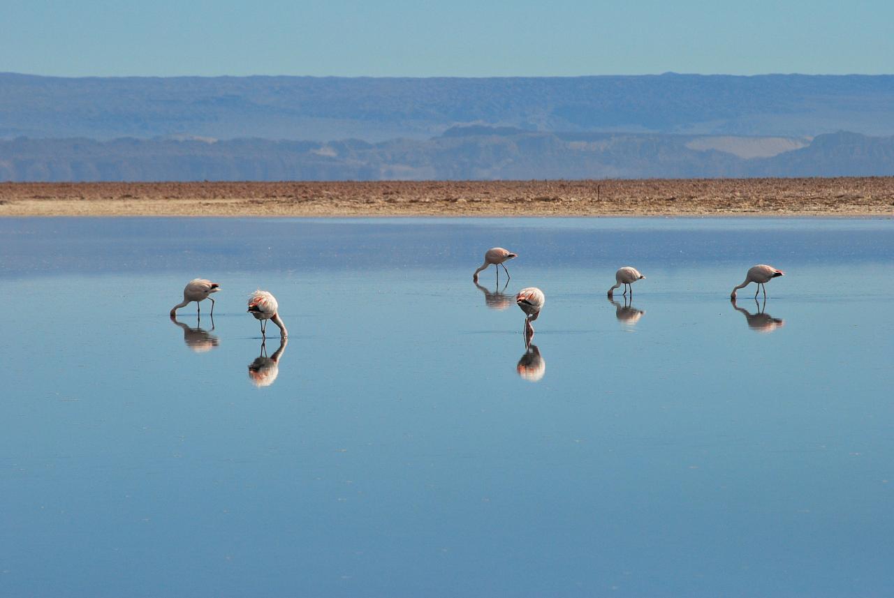 Animals in the Atacama desert? | Say Hueque